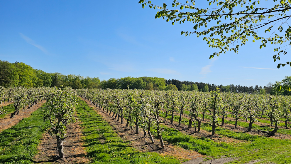 Tittarbilder maj 2025 – skicka din bild till SVT Väder | SVT Nyheter
