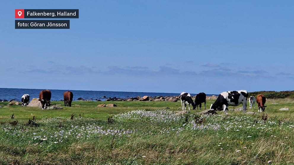 Tittarbilder juli 2024 – skicka din bild till SVT Väder | SVT Nyheter