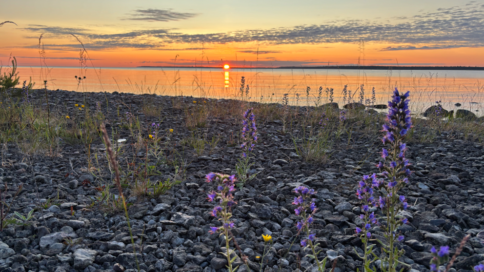 Tittarbilder juni 2025 – skicka din bild till SVT Väder | SVT Nyheter