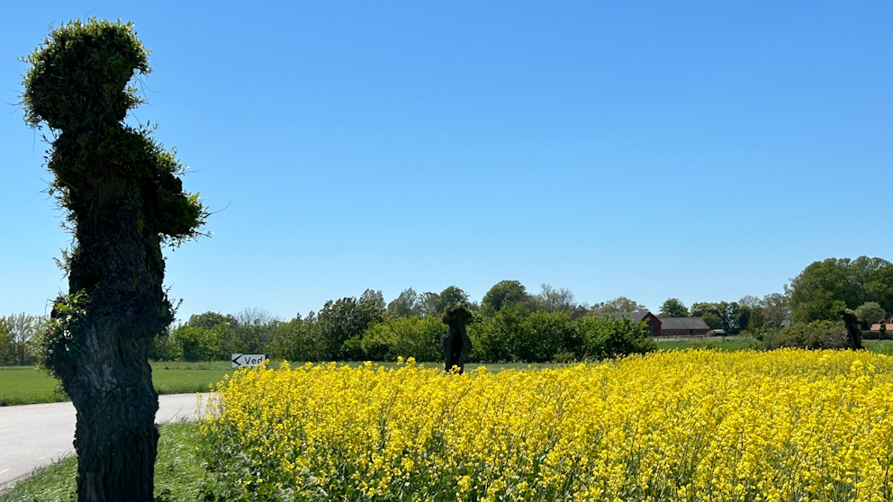 Tittarbilder maj 2024 – skicka din bild till SVT Väder | SVT Nyheter